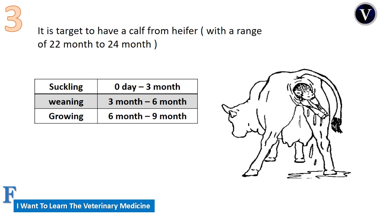 Cattle Theriogenology 2 Inf About Cattle Part 2 Youtube