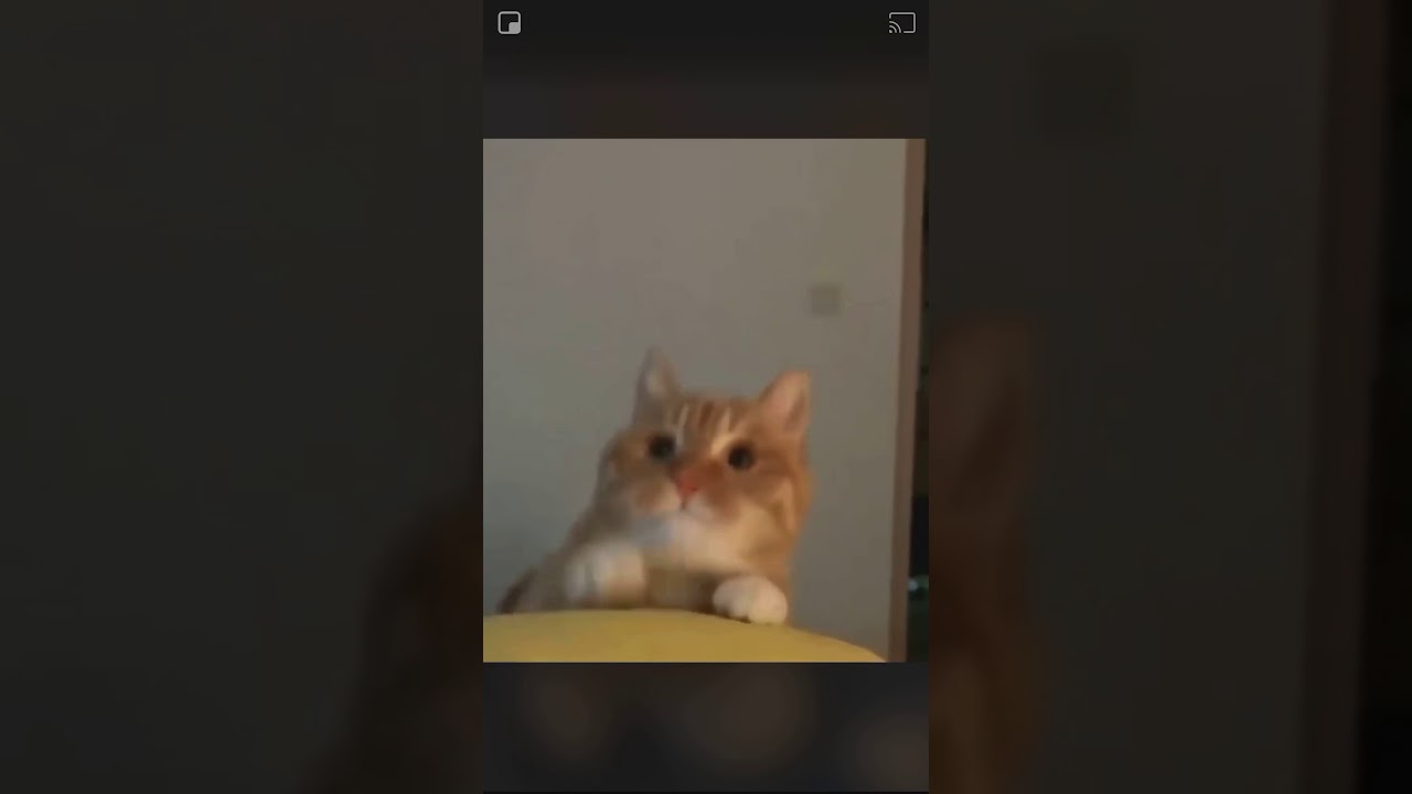 Cute Cat Singing Youtube