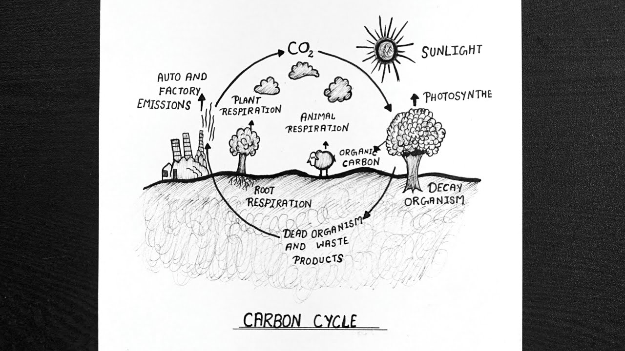 Simple Images Of Carbon Cycle Diagram Infoupdate Org