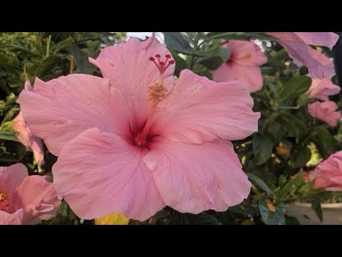 The Flower Short Story Project Youtube