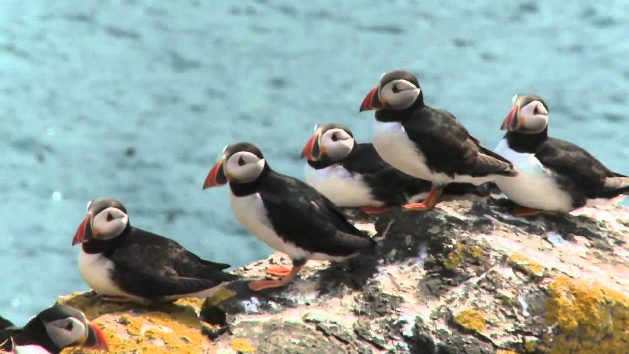 The Atlantic Puffin Youtube