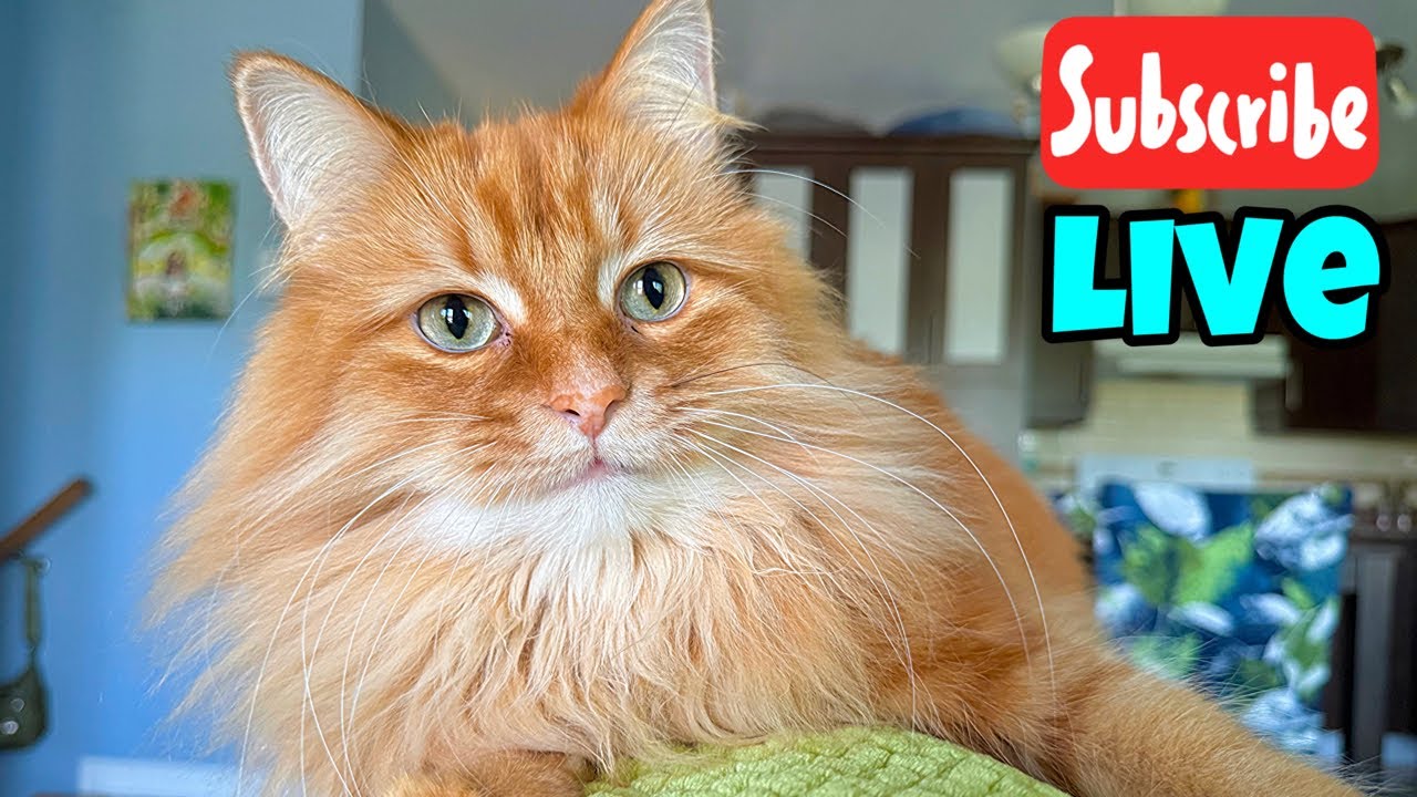 Tgif Friday Fluff Live Stream Youtube