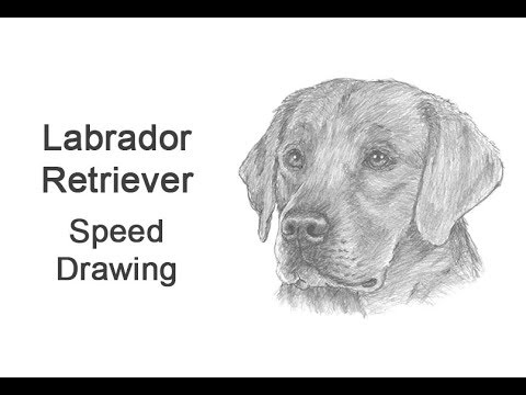 Labrador Retriever Head Detail Time Lapse Speed Drawing Youtube