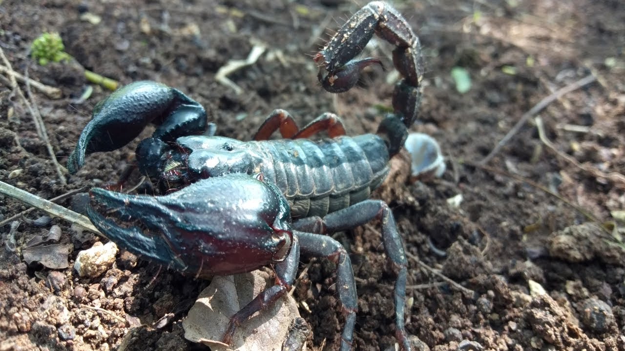 Amazing Animals Scorpion Youtube