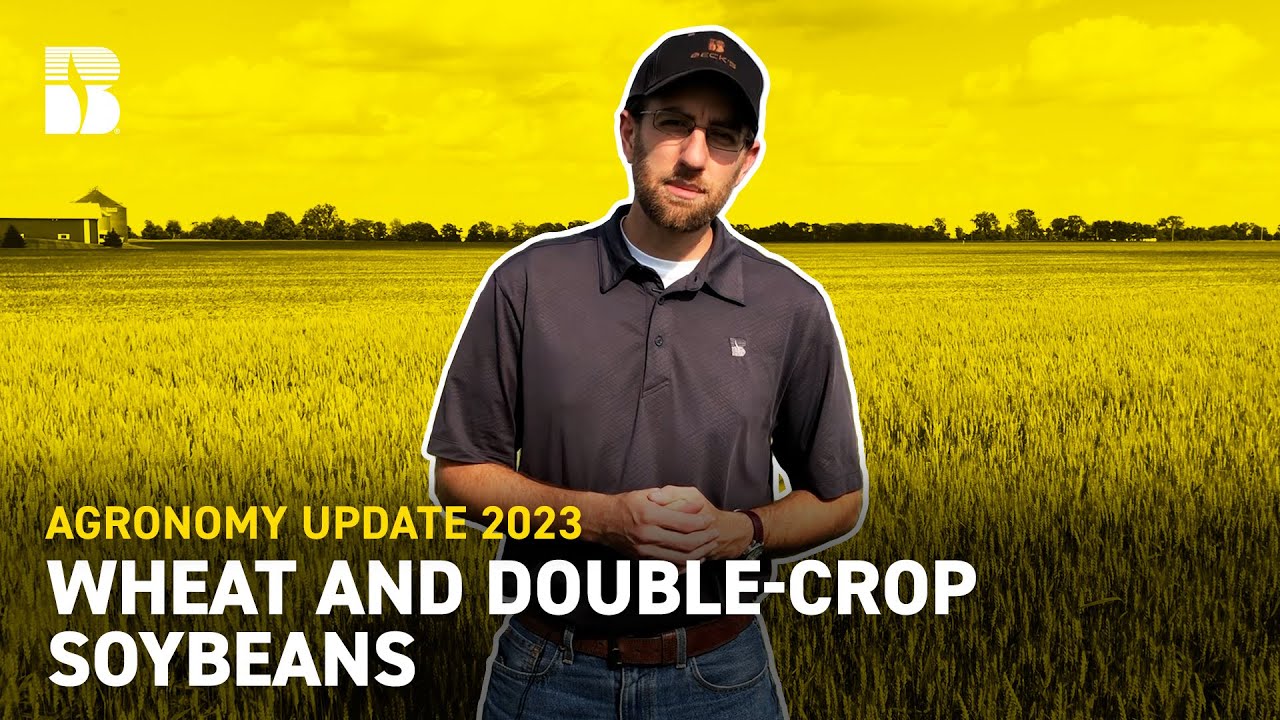 Wheat Double Crop Soybeans Beck S Agronomy Update Youtube