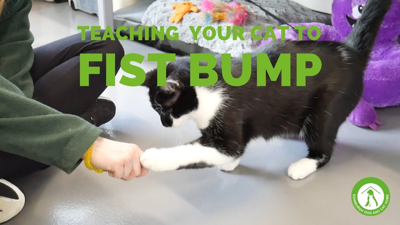 Teach Your Cat To Fist Bump Youtube