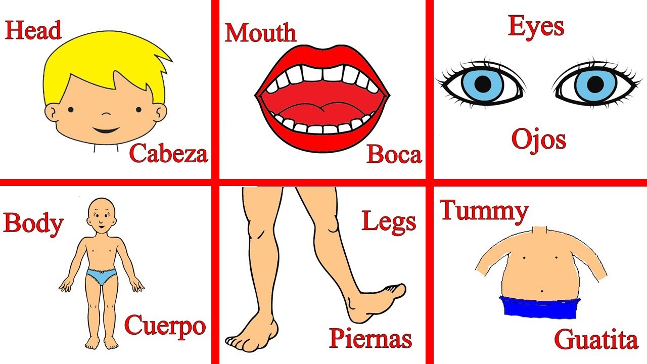 Dibujo Cuerpo Humano Y Sus Partes En Ingles Infoupdate Org