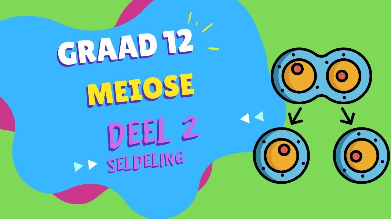 Meiose Deel 2 Youtube