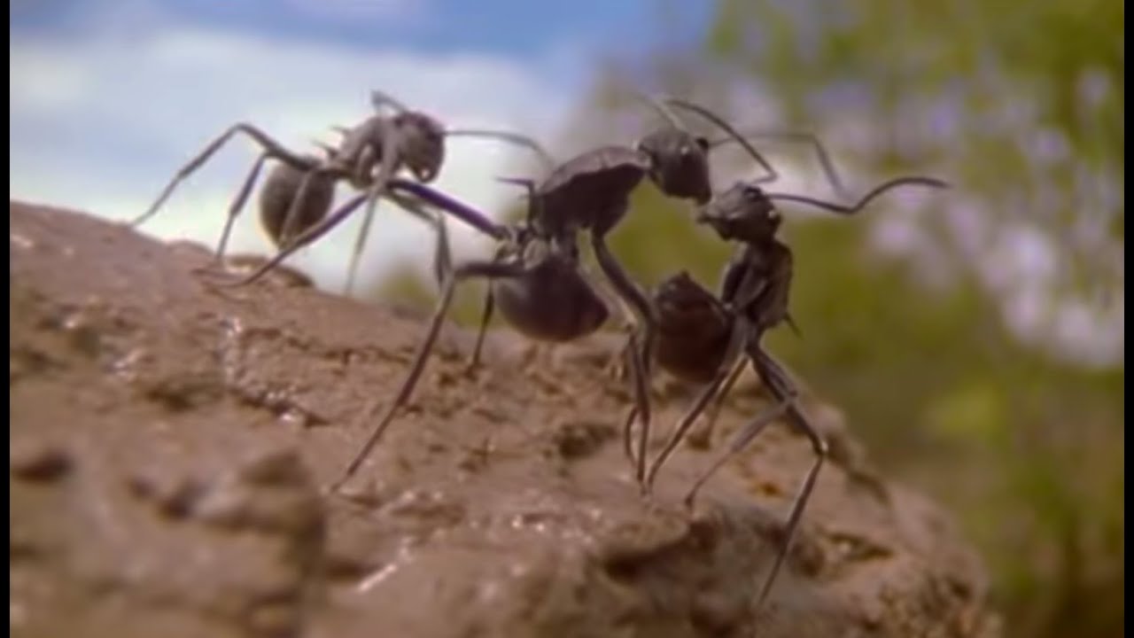 The Incredible Lives Of Ants Attenborough Life In The Undergrowth