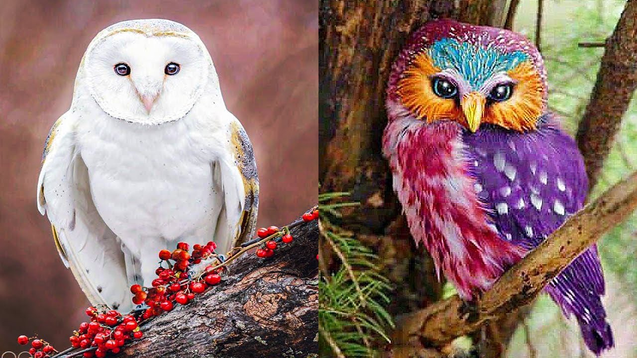Top 15 Beautiful Owl Species Simply Amazing Stuff