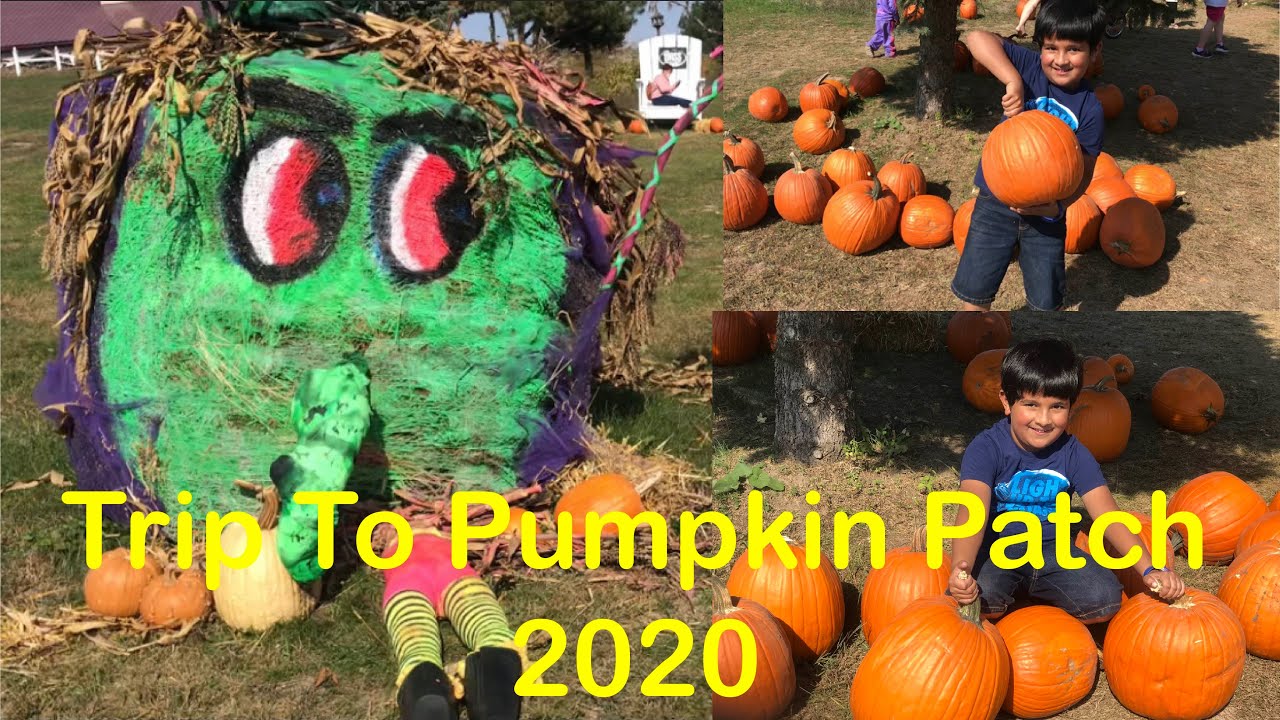 Trip To Pumpkin Patch 2020 Pumpkin Patch Pumpkin Farm Field