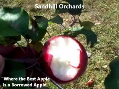 Taste Testing The Liberty Apple Youtube