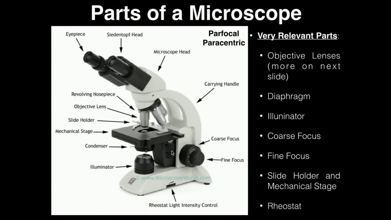 Lab Using A Compound Light Microscope Worksheet Shelly Lighting