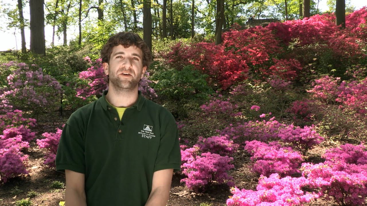 Video Plant Profile With Jon Peter Rhododendron Youtube