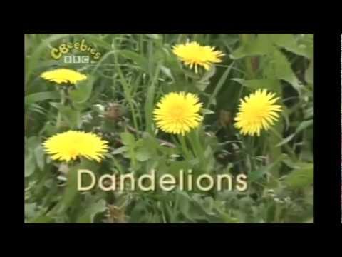 Come Outside Dandelions Youtube
