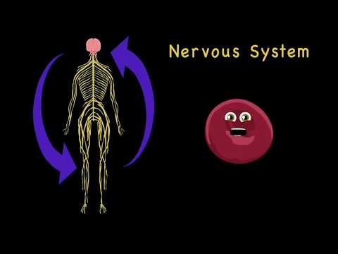 Safe Videos Human Body Human Body Systems Human Anatomy Play Free