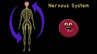 Human Body Brain Song Human Body Systems Klt Mp3 Mp4 Download Clip