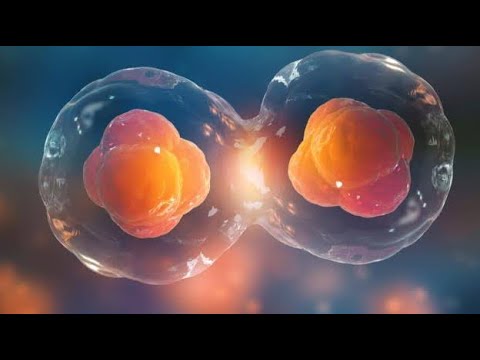 Mitose Divisão Celular Youtube