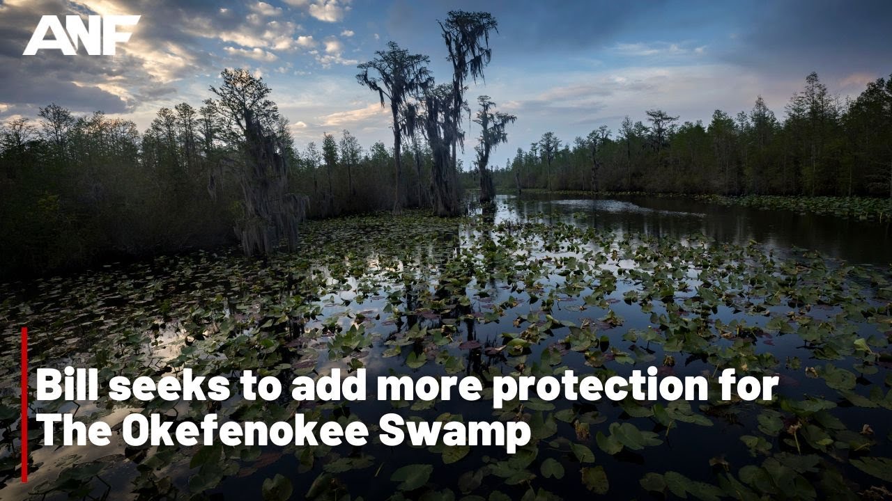 Bill Seeks To Add More Protection For The Okefenokee Swamp Youtube