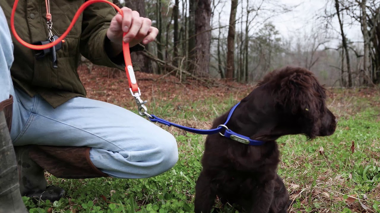 Boykin Spaniel Training 004 Starting Heel Work Youtube