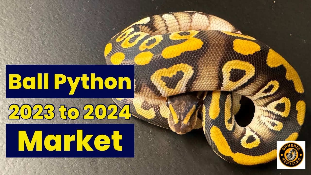 Ball Python Market 2023 To 2024 Ballpython Ballpythonmarket