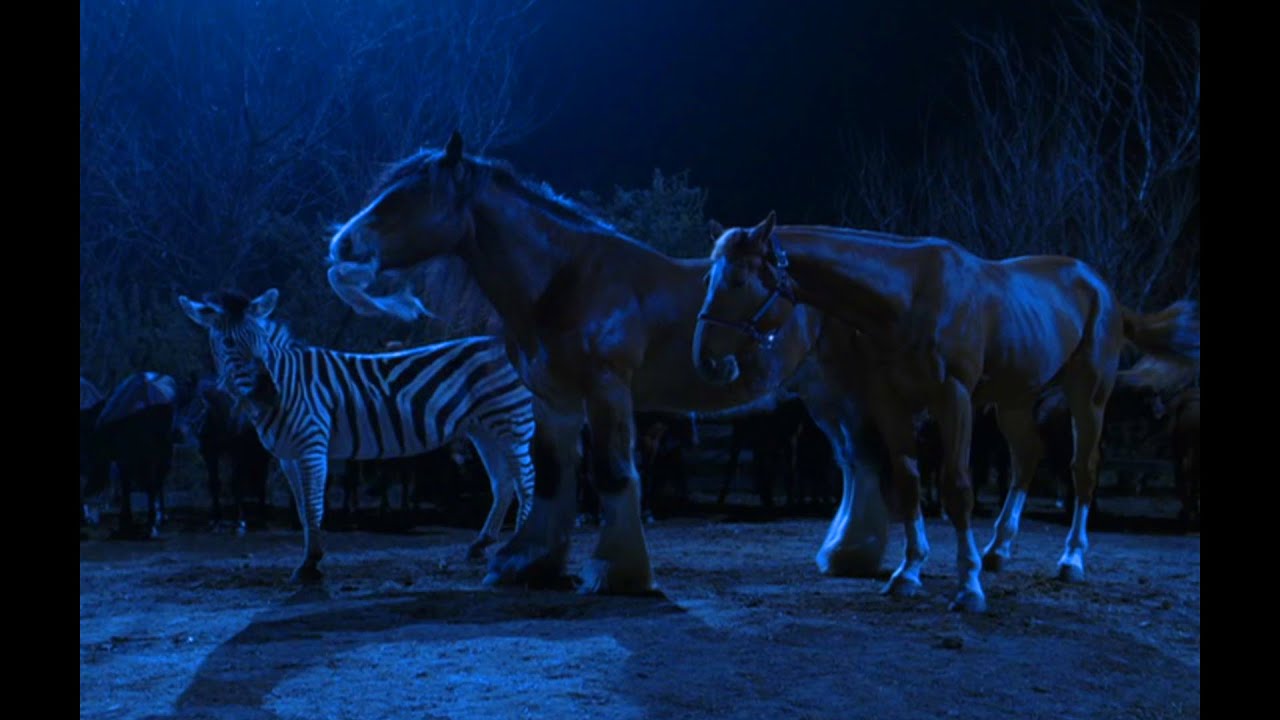 Racing Stripes Dvd Opening At Leona Freedman Blog