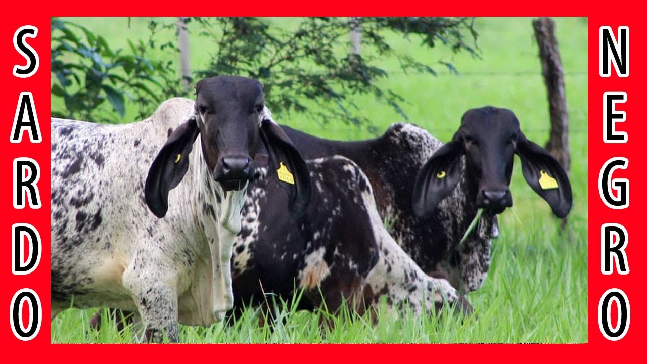 рџџ Sardo Negro Y Ganado Brahman De Registro рџ ґ Rancho El Refugio Aha