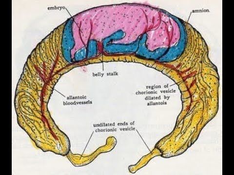 Trabajo De Embriología Placenta De Cerdo Youtube