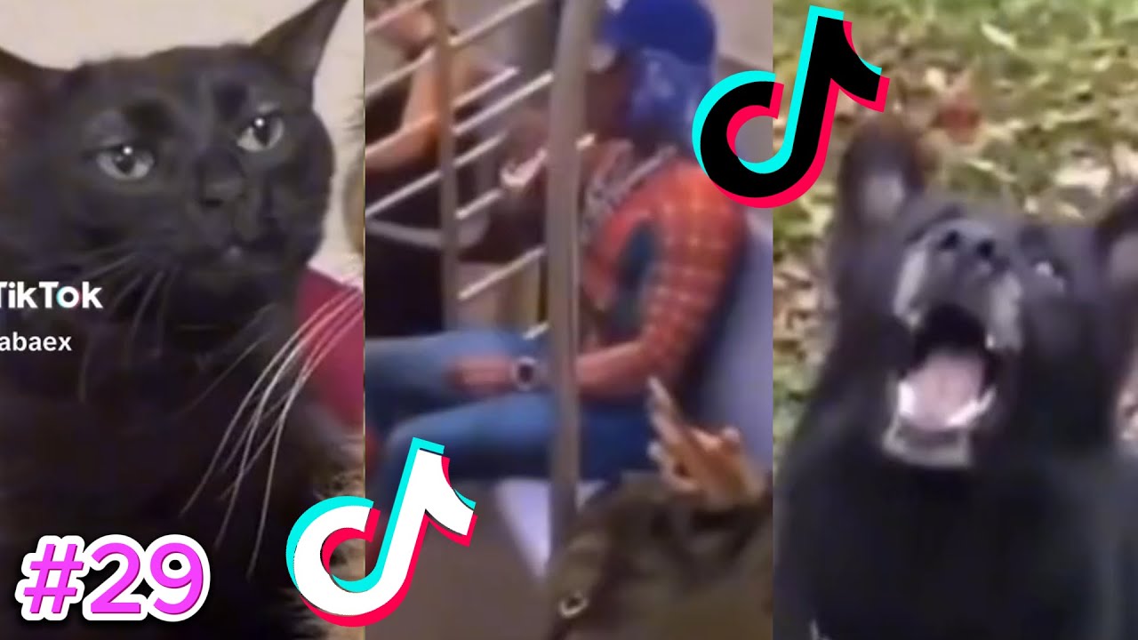 Funny Tiktoks That Had Me Rolling On The Floor 29 Youtube