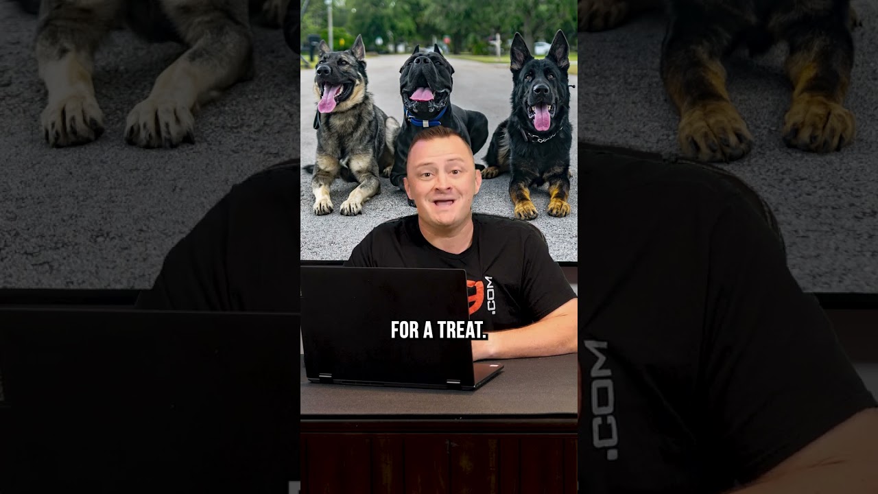 The First 3 Things You Need To Teach Your Puppy Housepetscare