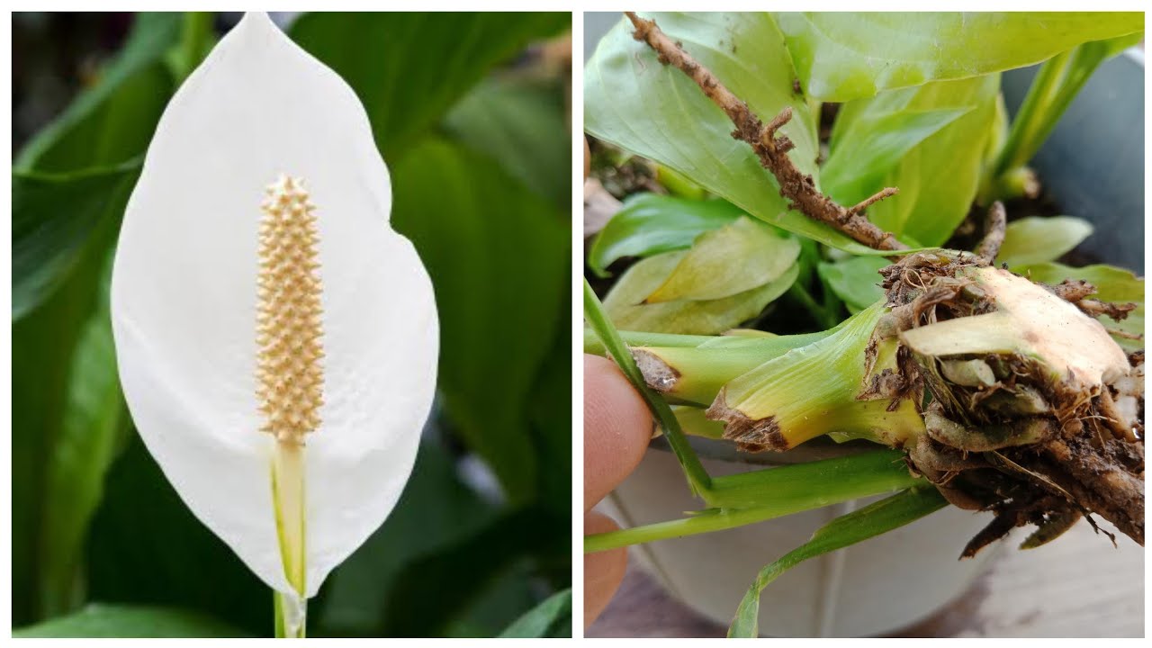 How To Propagate Peace Lily How To Divide Peace Lily Youtube