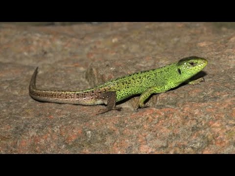 Lizard Sounds Youtube