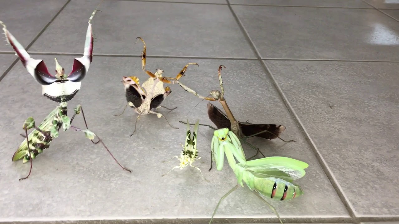Aggressive Mantis Squad Youtube