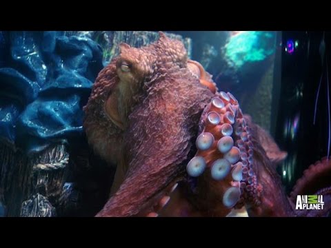 Wayde Fancies An Octopus Tank Tanked Youtube