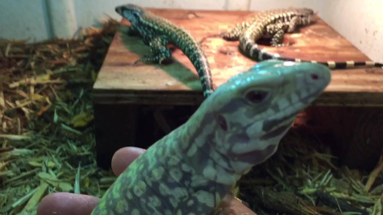 Baby Blue And Albino Tegu Indoor Enclosure Basic Setup Youtube