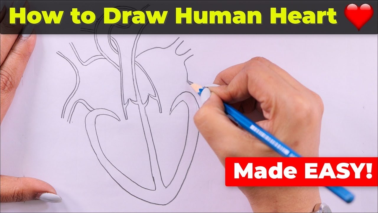 How To Draw Human Heart Easily Youtube