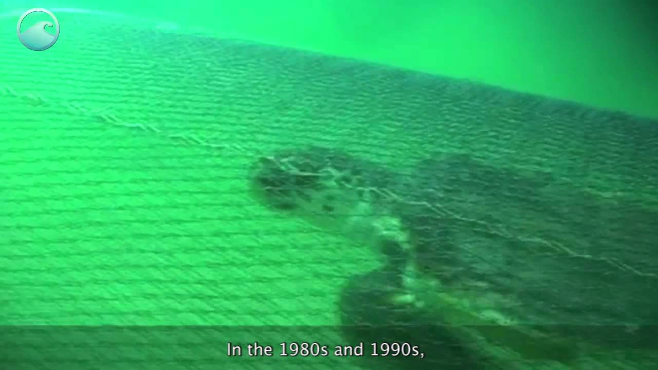 Saving Sea Turtles Youtube
