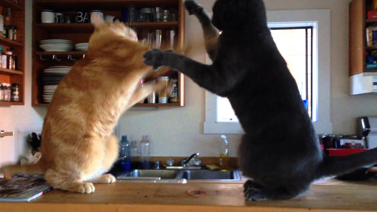 Adorable Kitten Slap Fight Youtube