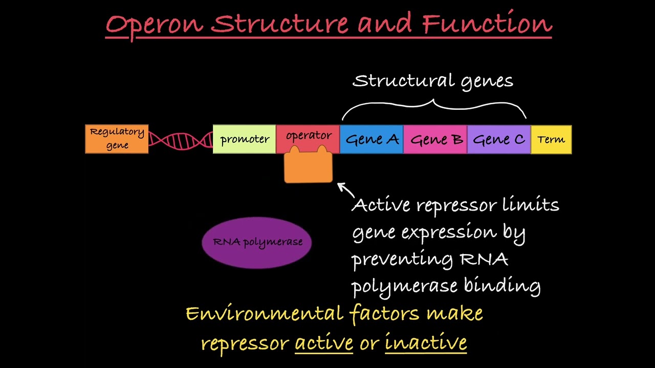 Operons Explained Youtube