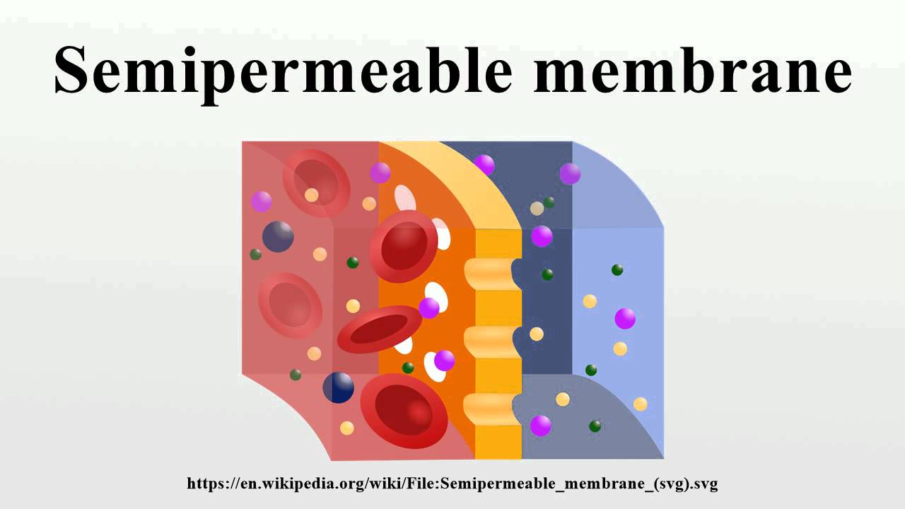 Selectively Permeable Membrane Definition Example At Dora Hubbard Blog