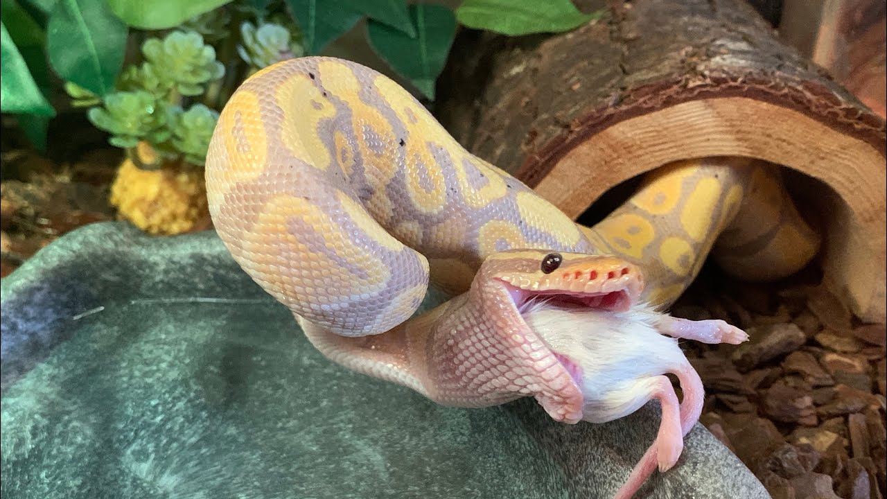 Banana Ball Python Feeding Youtube