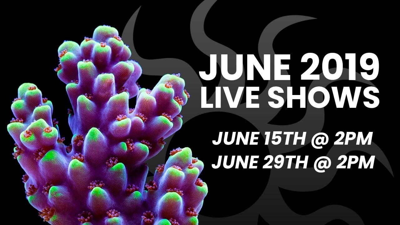 Tidal Gardens June 2019 Live Show 2 Youtube