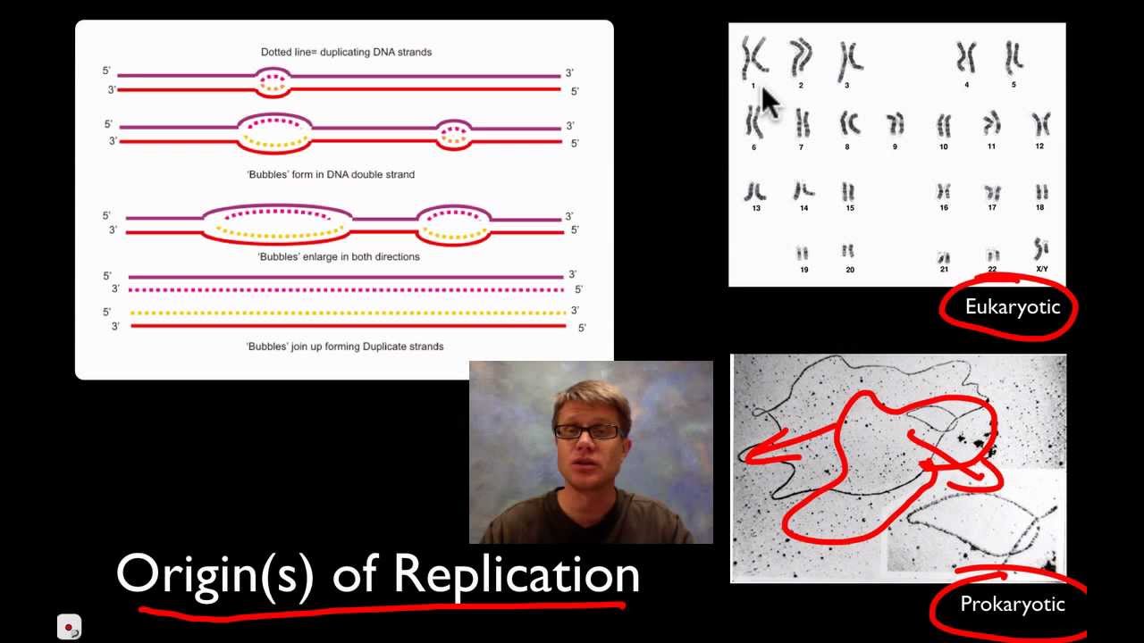 Dna Replication Youtube