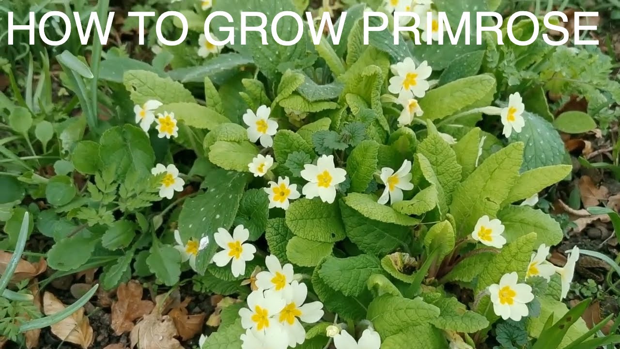 How To Grow Primrose Youtube