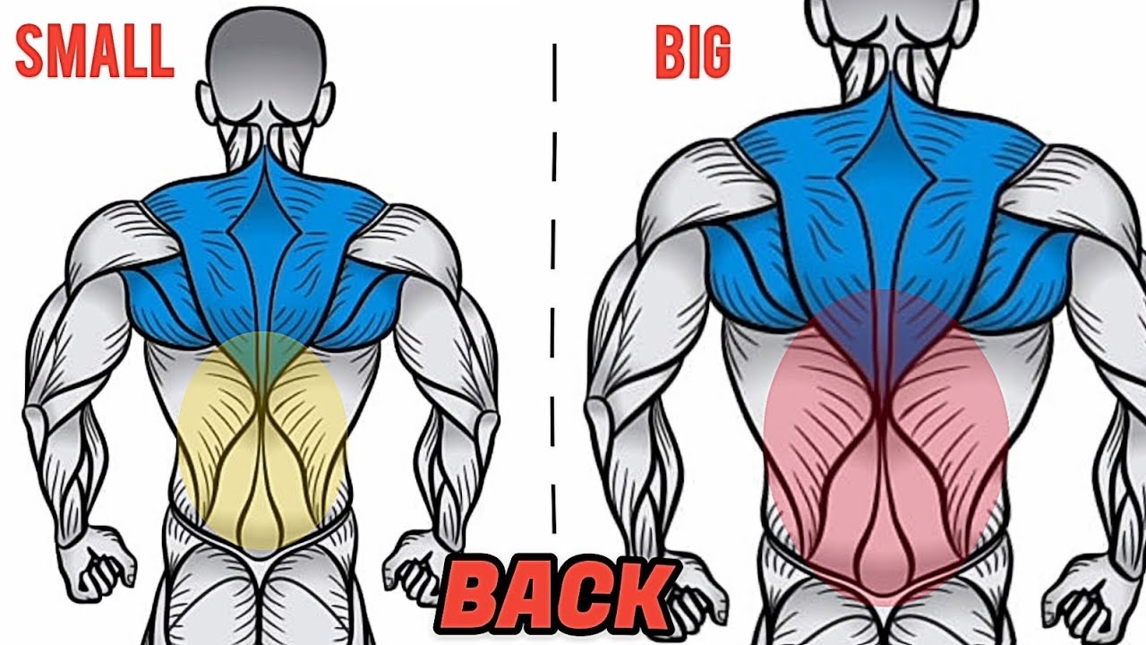 Best Back Exercises For Build Big Back Muscle Back Workout Youtube