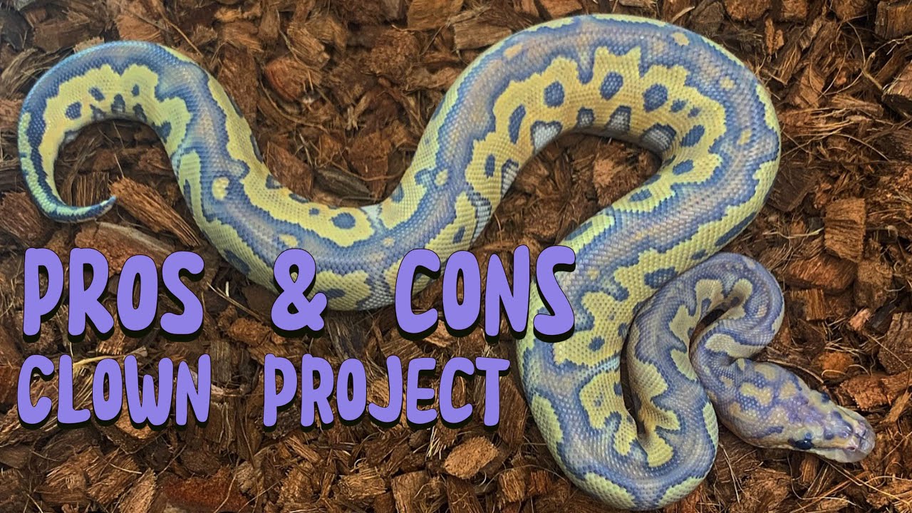 Pros Cons Of The Clown Ball Python Project Youtube