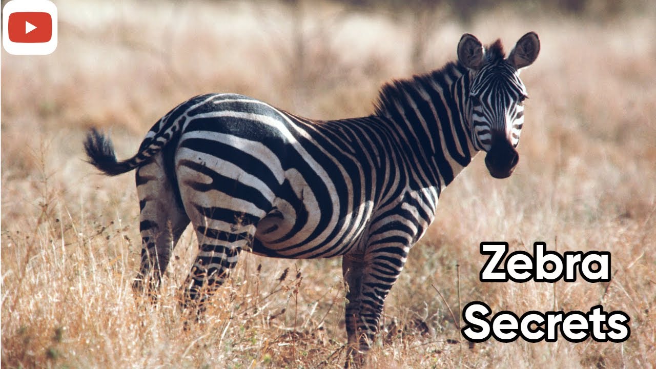 Zebra Secrets Discovering The Intriguing Lives Of Striped Beauties Ll