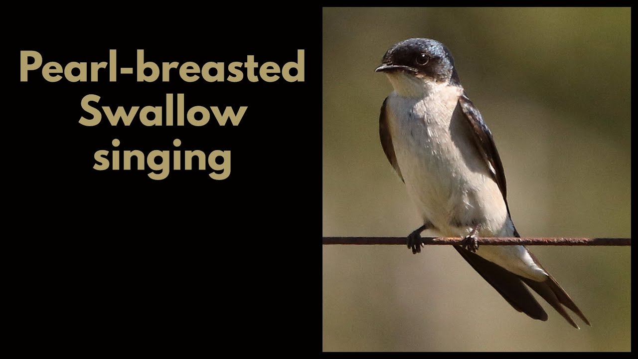 Pearl Breasted Swallow Singing Youtube