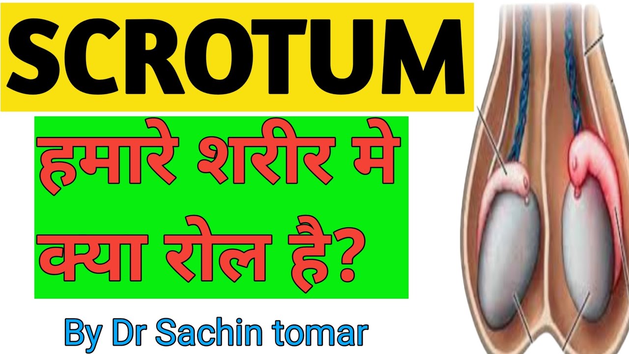 What Is The Function Of The Scrotum In The Male Reproductive System