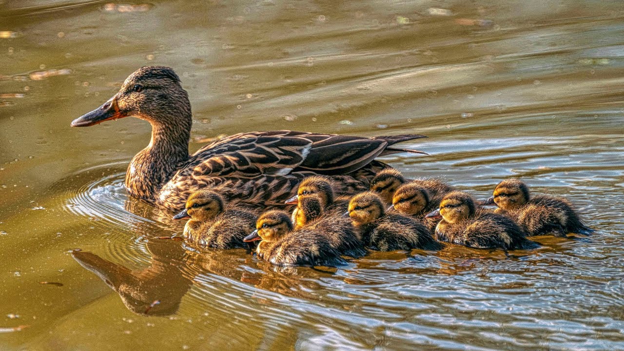 Cute Baby Ducks Videos Compilation 2024 рџ ґ Funny Ducklings Youtube